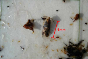 Grape Berry Moth Identification | Virtual Viticulture Academy