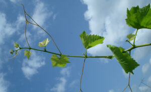 Grower Guides | Virtual Viticulture Academy