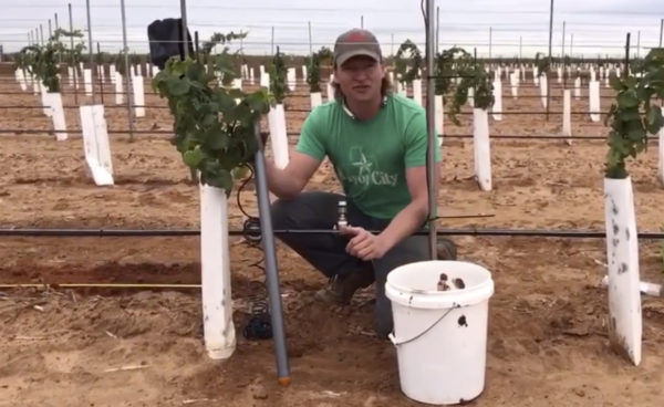 Grower Guides | Virtual Viticulture Academy