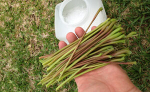 Grower Guides | Virtual Viticulture Academy