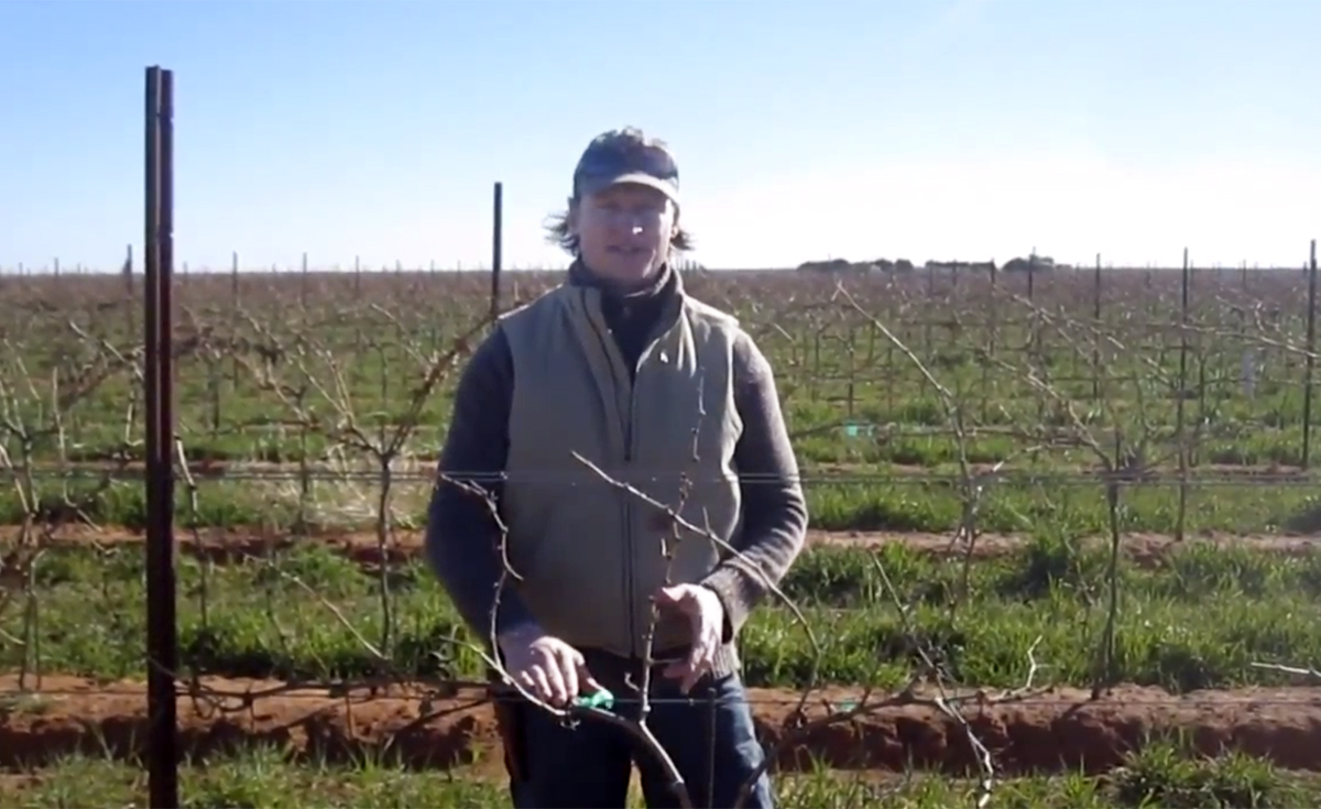 Cordons - Double Trunked Vines | Virtual Viticulture Academy