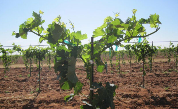 Young Vine Training - VSP | Virtual Viticulture Academy