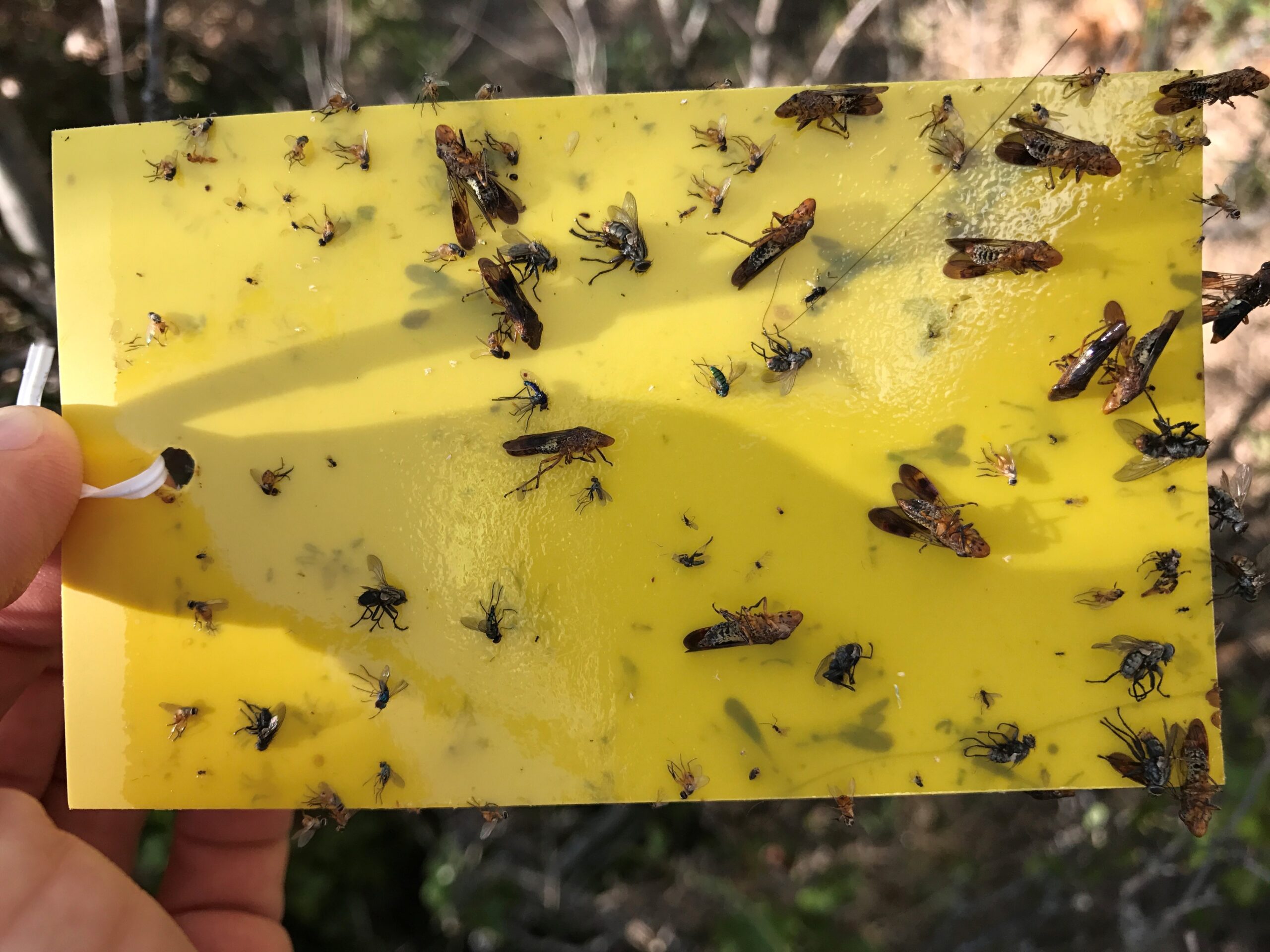 Sticky Card Traps – Usage Tips | Virtual Viticulture Academy