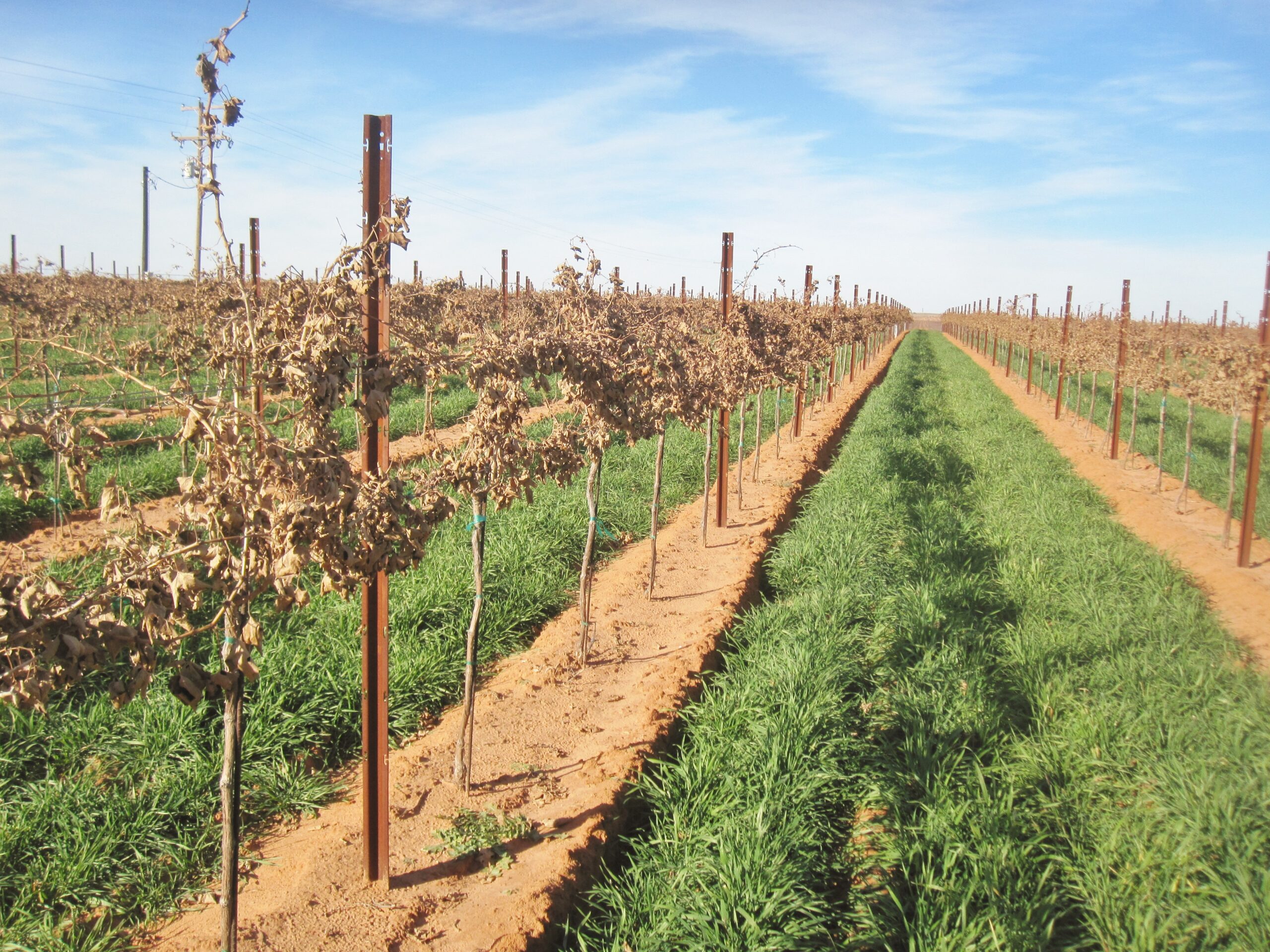 Post Season Vineyard Checklist | Virtual Viticulture Academy