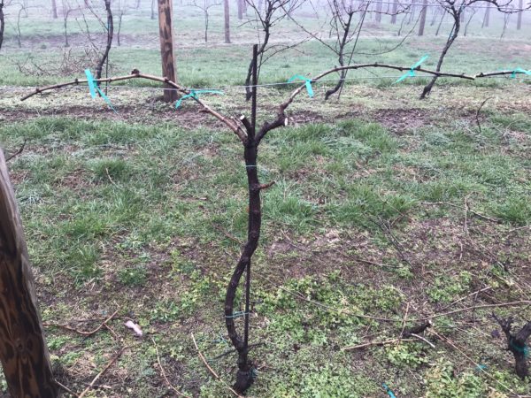 Cane Pruning Concepts & Practices | Virtual Viticulture Academy