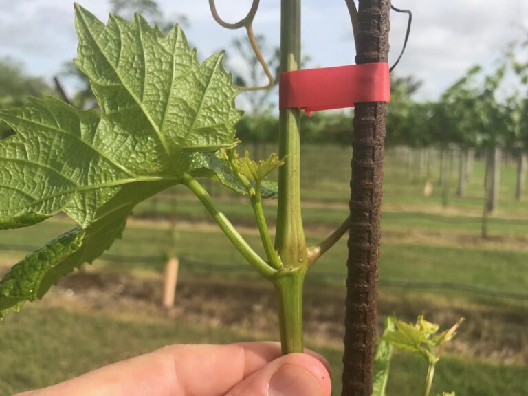Proper Vine Tying | Virtual Viticulture Academy