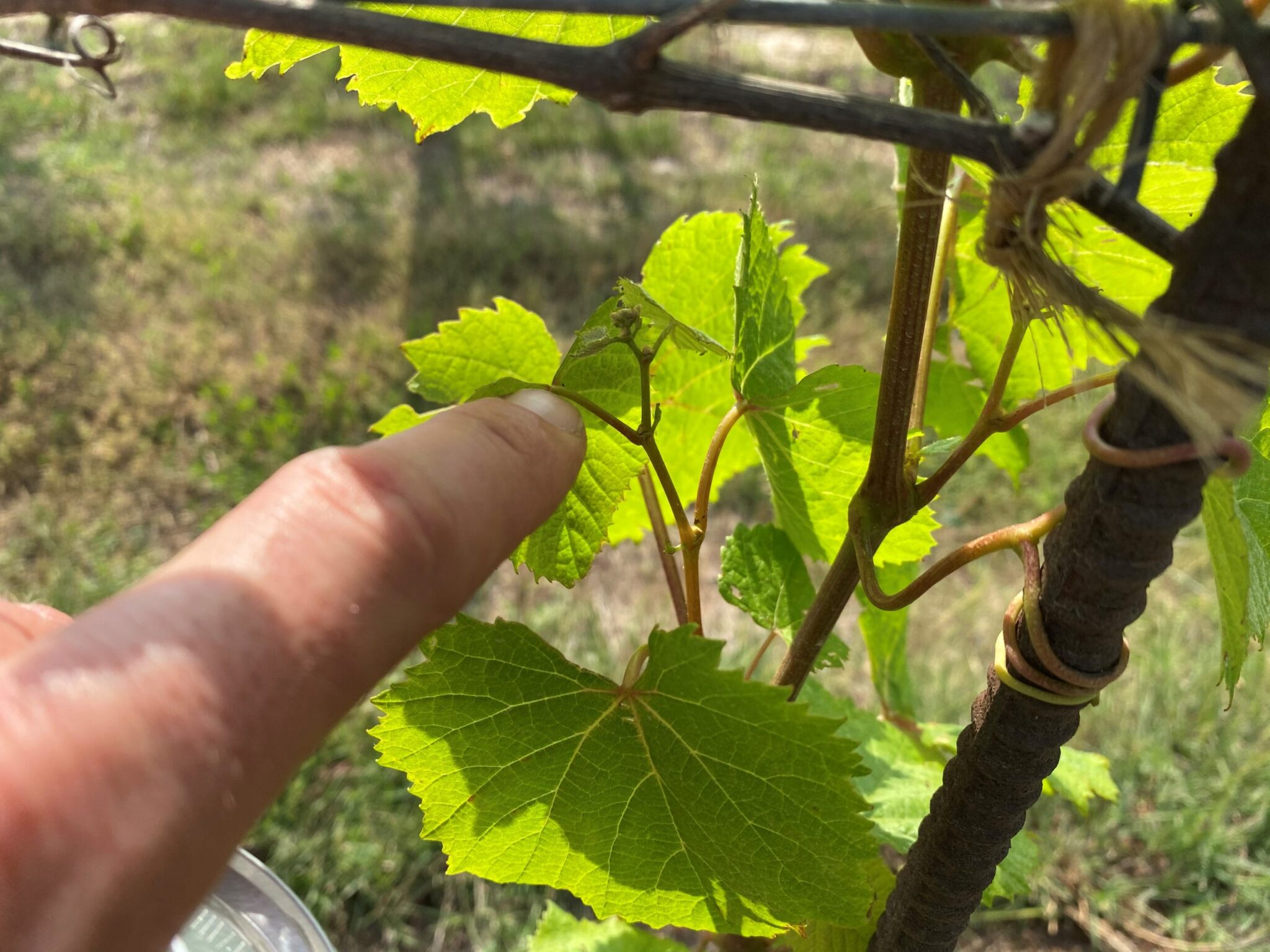 Grapevine Phenology Chart: Modified Eichhorn – Lorenz | Virtual ...