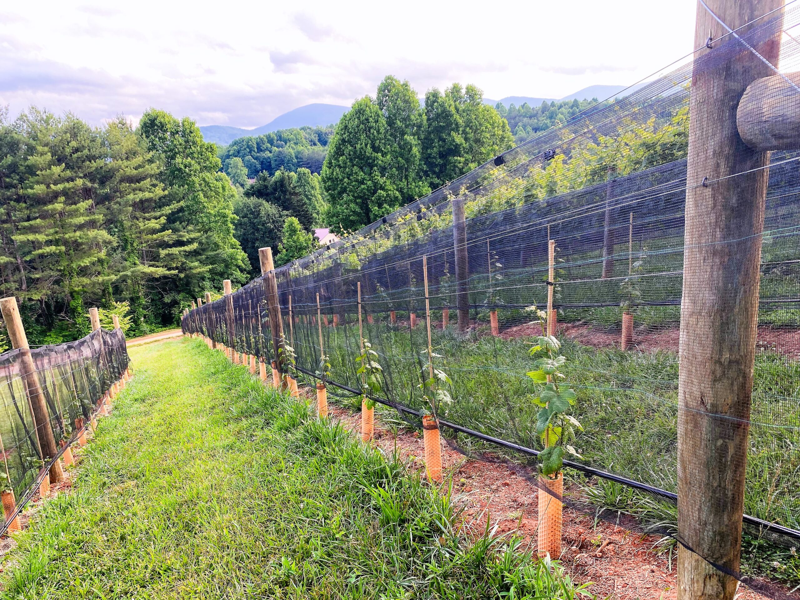 Vineyard Bird & Animal Protection Options