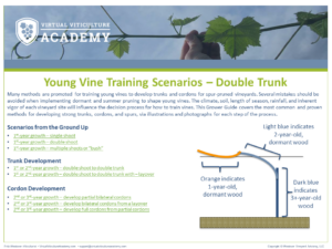 Young Vine Training Scenarios – Double Trunk | Virtual Viticulture Academy
