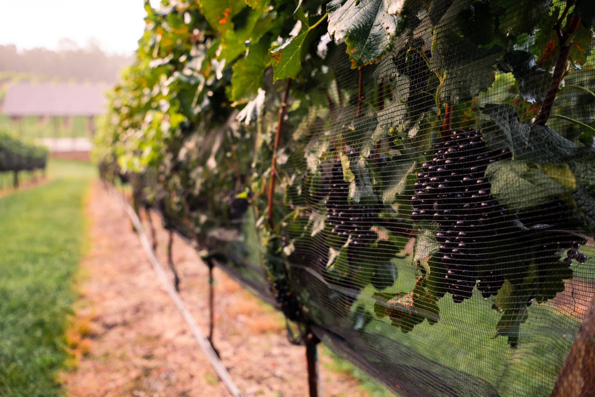 Permanent Hail Netting | Virtual Viticulture Academy
