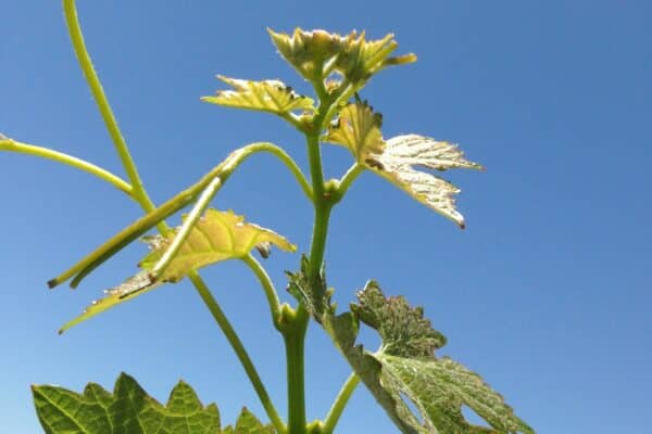 Instructions Petiole Sampling | Virtual Viticulture Academy