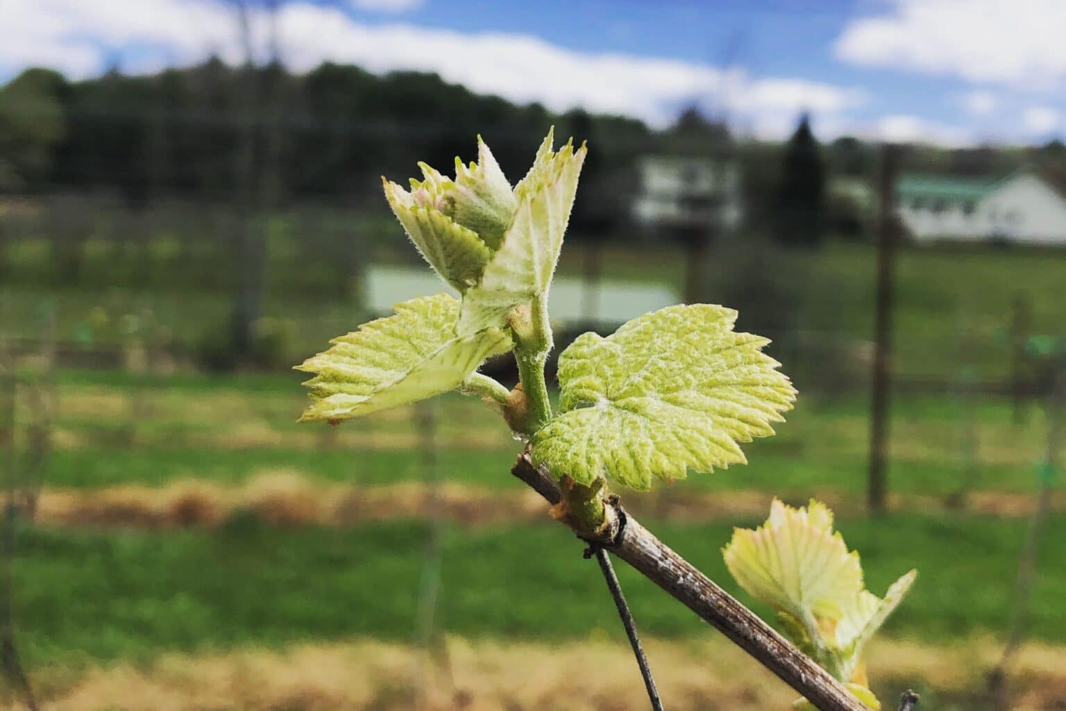 Pre-Bud Burst Vineyard Preparation Checklist | Virtual Viticulture Academy