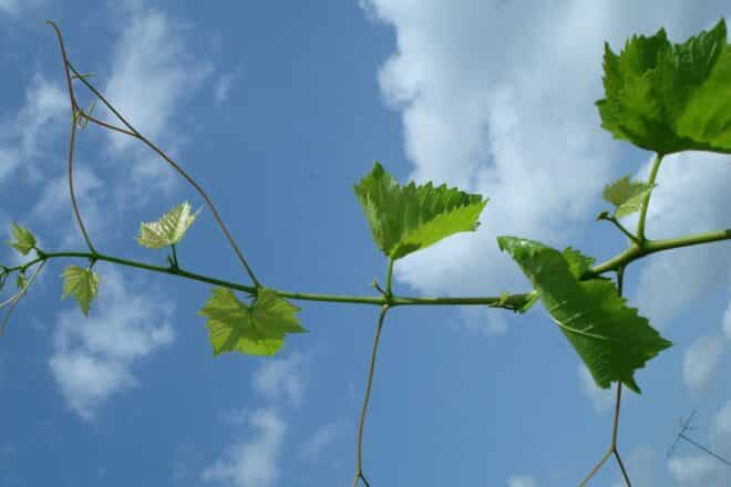 Leaf Blade Sampling Guide | Virtual Viticulture Academy