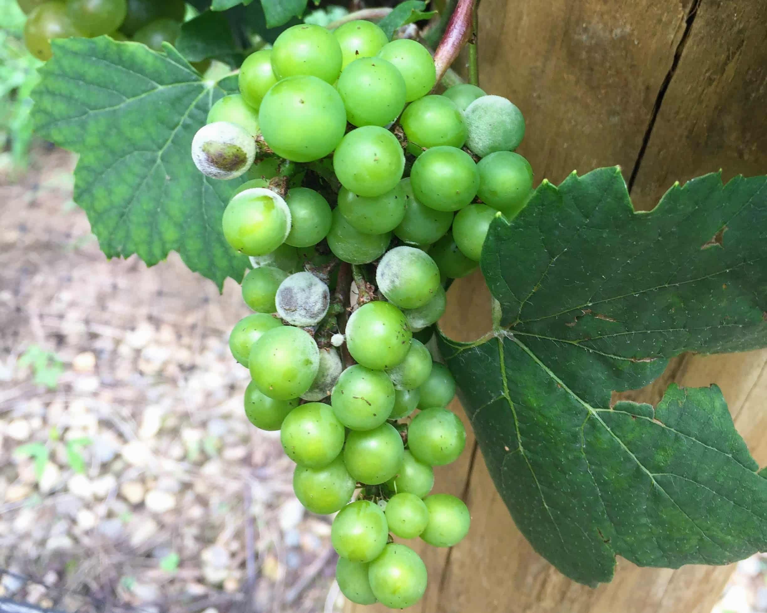 Day 3 – Disease Management Series – Spray Product Strategy for an Organic Program | Virtual ...