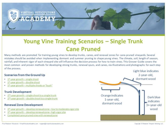 Young Vine Training Scenarios – Cane Pruning