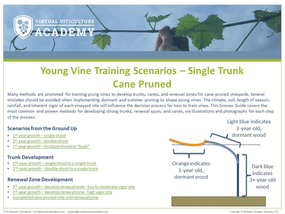 Young Vine Training Scenarios – Cane Pruning