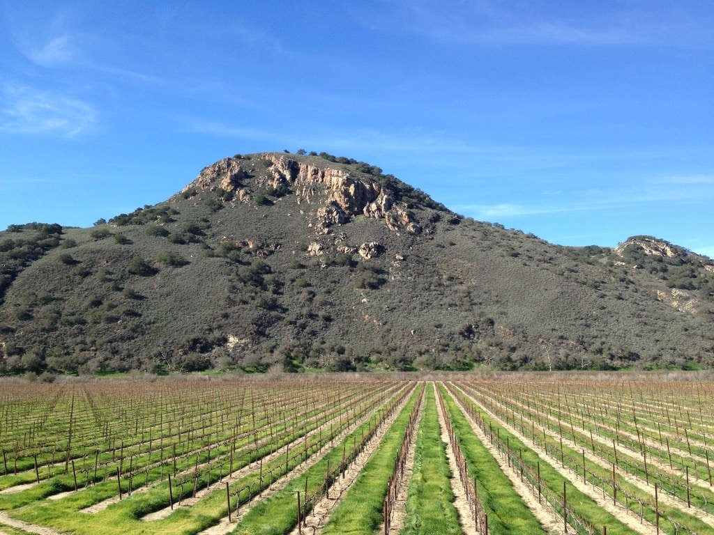 Post Harvest Vineyard Floor Management | Virtual Viticulture Academy