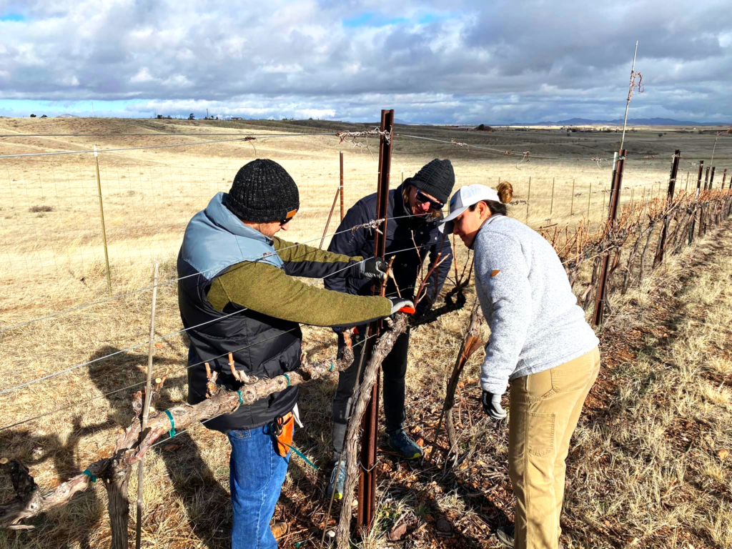 2025 Pruning Field Course – TX Hill Country | Virtual Viticulture Academy