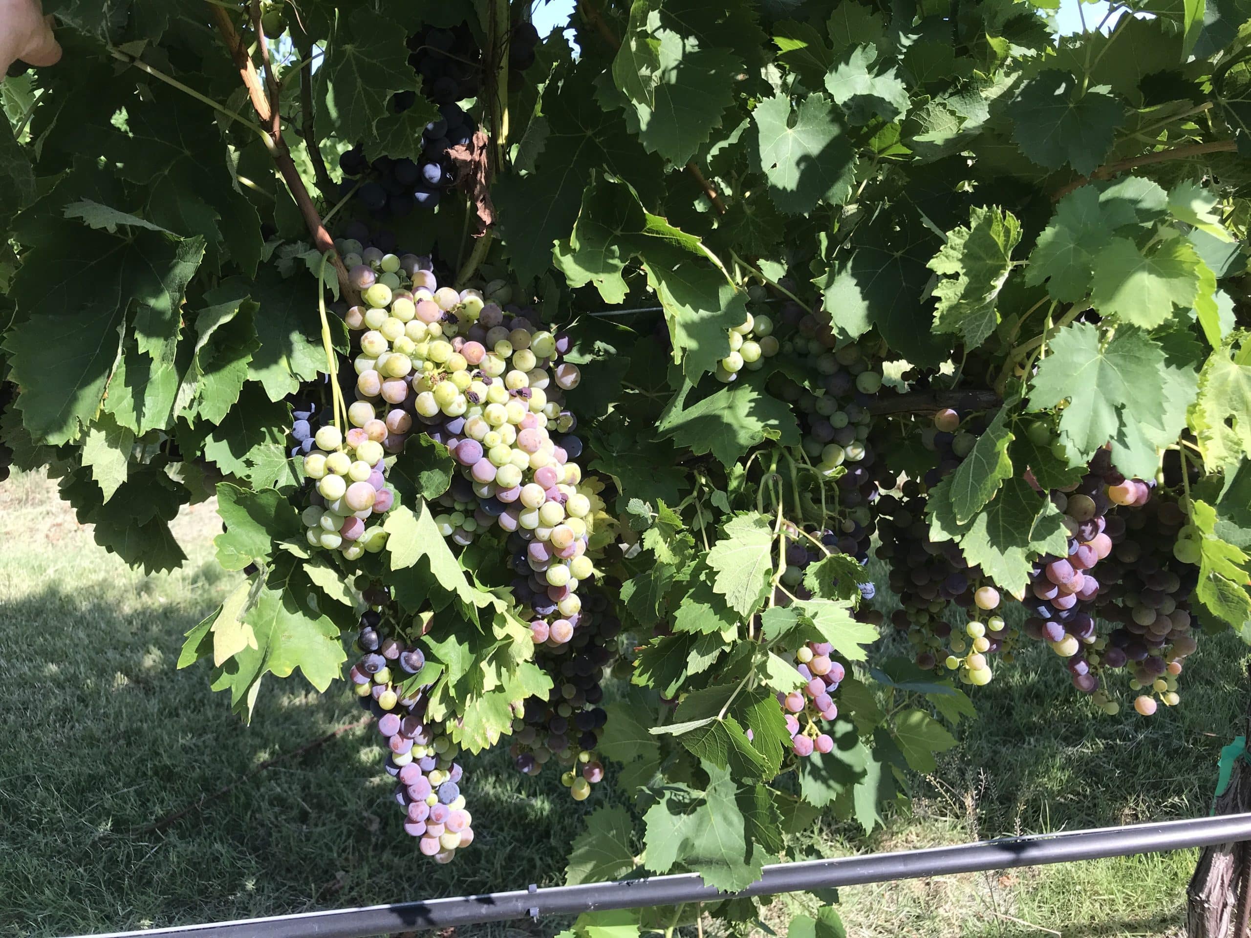 Green Cluster Crop Thinning at Veraison | Virtual Viticulture Academy