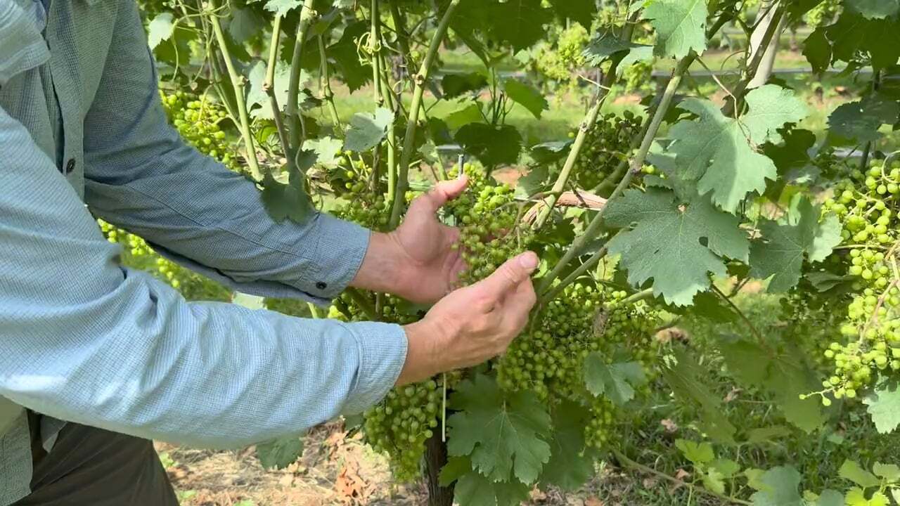 Green Fruit Thinning at Lag Phase | Virtual Viticulture Academy